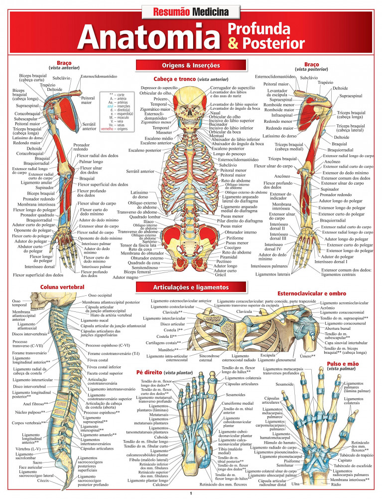 Mapa Resumão Anatomia Profunda E Posterior