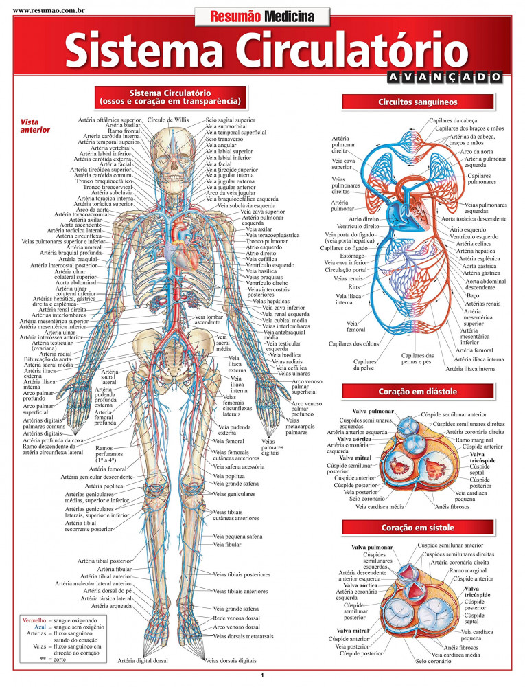 Planilha De Diagrama Do Sistema Circulatorio Humano